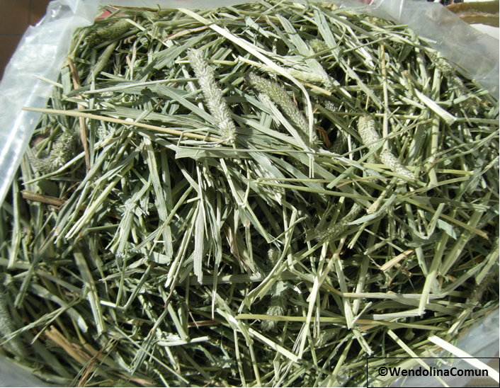 Variedades :: Perrito de la Pradera